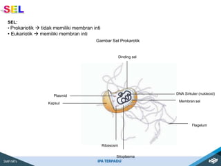 PPT SEL B.AINI.pptx