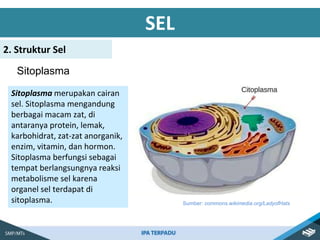 PPT SEL B.AINI.pptx