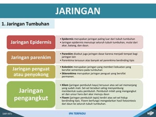 PPT SEL B.AINI.pptx