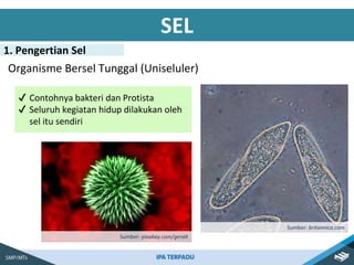 PPT SEL B.AINI.pptx
