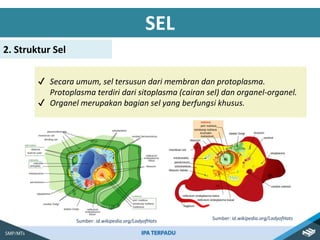 PPT SEL B.AINI.pptx
