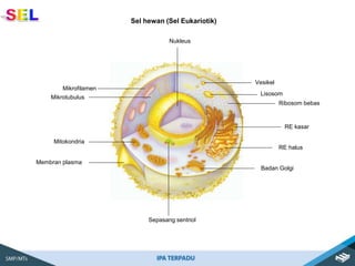 PPT SEL B.AINI.pptx
