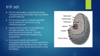 PPT SEL EUKARIOTIK DETA.pdf
