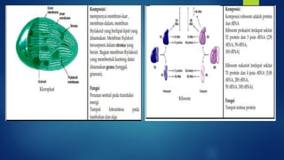 PPT SEL EUKARIOTIK DETA.pdf