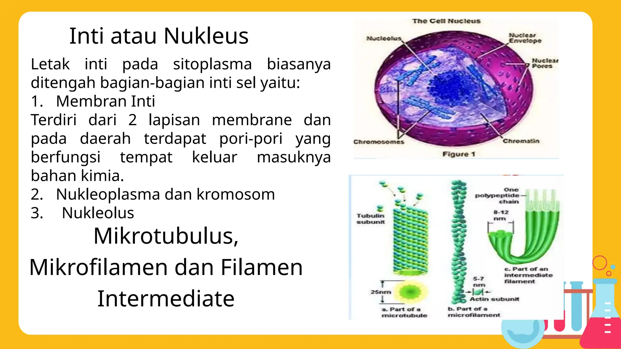 Struktur Sel hewan dan tumbuhan kelas 8 KurMer | PPTX
