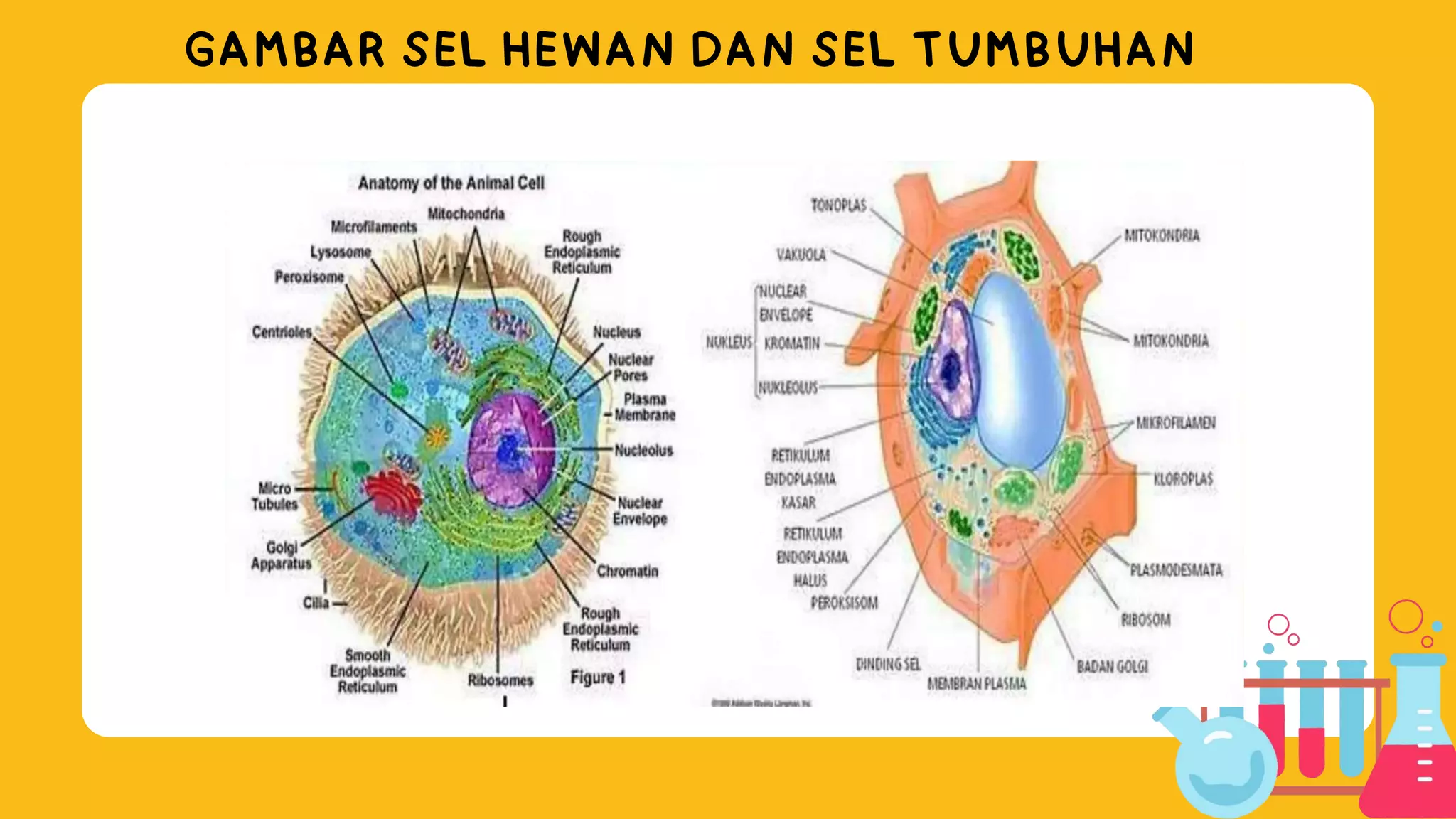 PPT SEL HEWAN DAN TUMBUHAN_KEL 2J.pptx