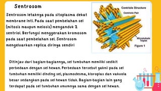 PPT SEL HEWAN DAN TUMBUHAN_KEL 2J.pptx