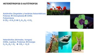 BASES MOLECULARES DE todas las CELULAS.pptx