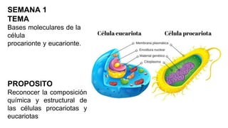 BASES MOLECULARES DE todas las CELULAS.pptx