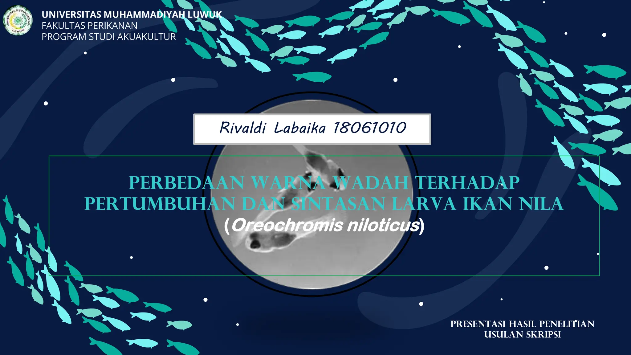 ppt perbedaan warna wadah terhadap pertumbuhan dan sintasab larva ikan ...