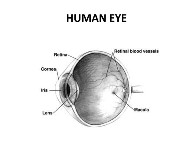 RETINA IDENTIFICATION | PPTX