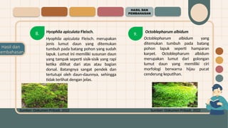 PPT SEMNAS- Nor Jamilah (Inventarisasi Jenis-Jenis Lumut Di Desa ...