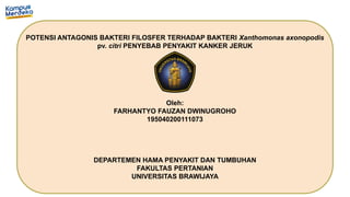 pengendalian xac menggunakan bakteri filosfer asal daun jerul | PPTX