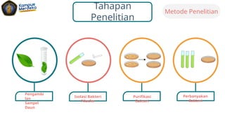 pengendalian xac menggunakan bakteri filosfer asal daun jerul | PPTX
