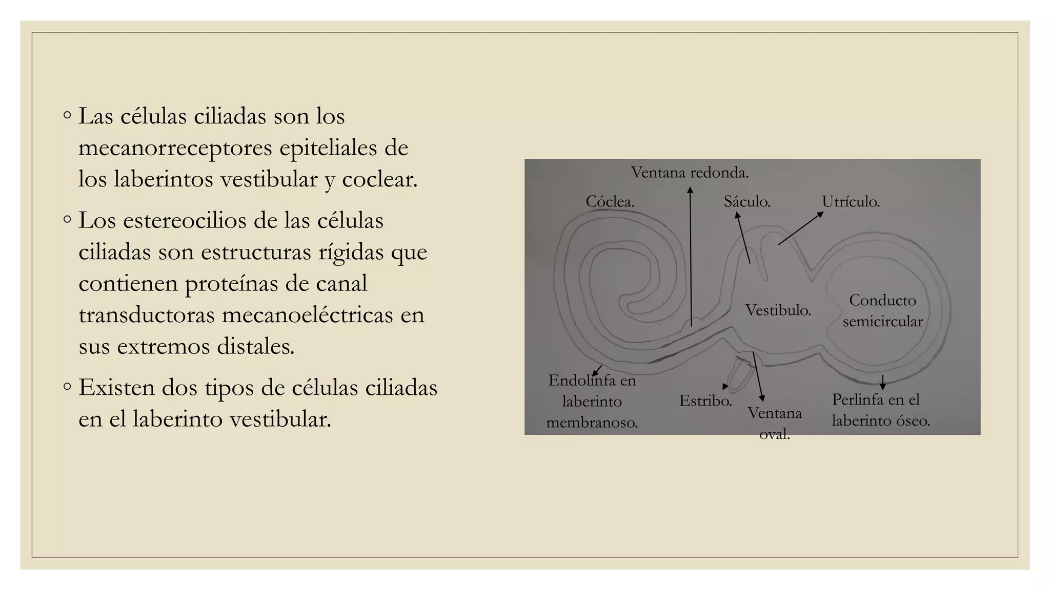 El Equilibrio | PDF