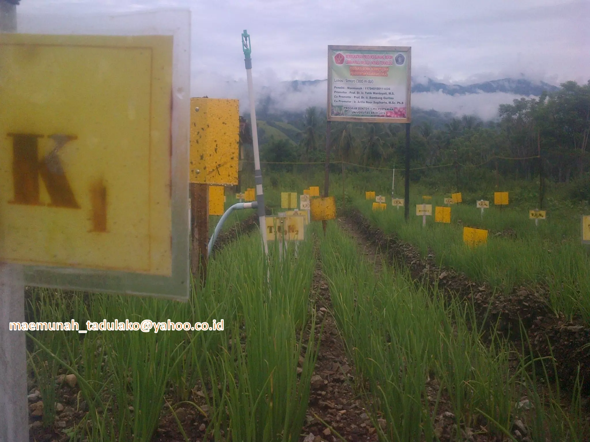 Serba serbi perbenihan bawang merah Lembah Palu (Allium wakegi araki) | PDF