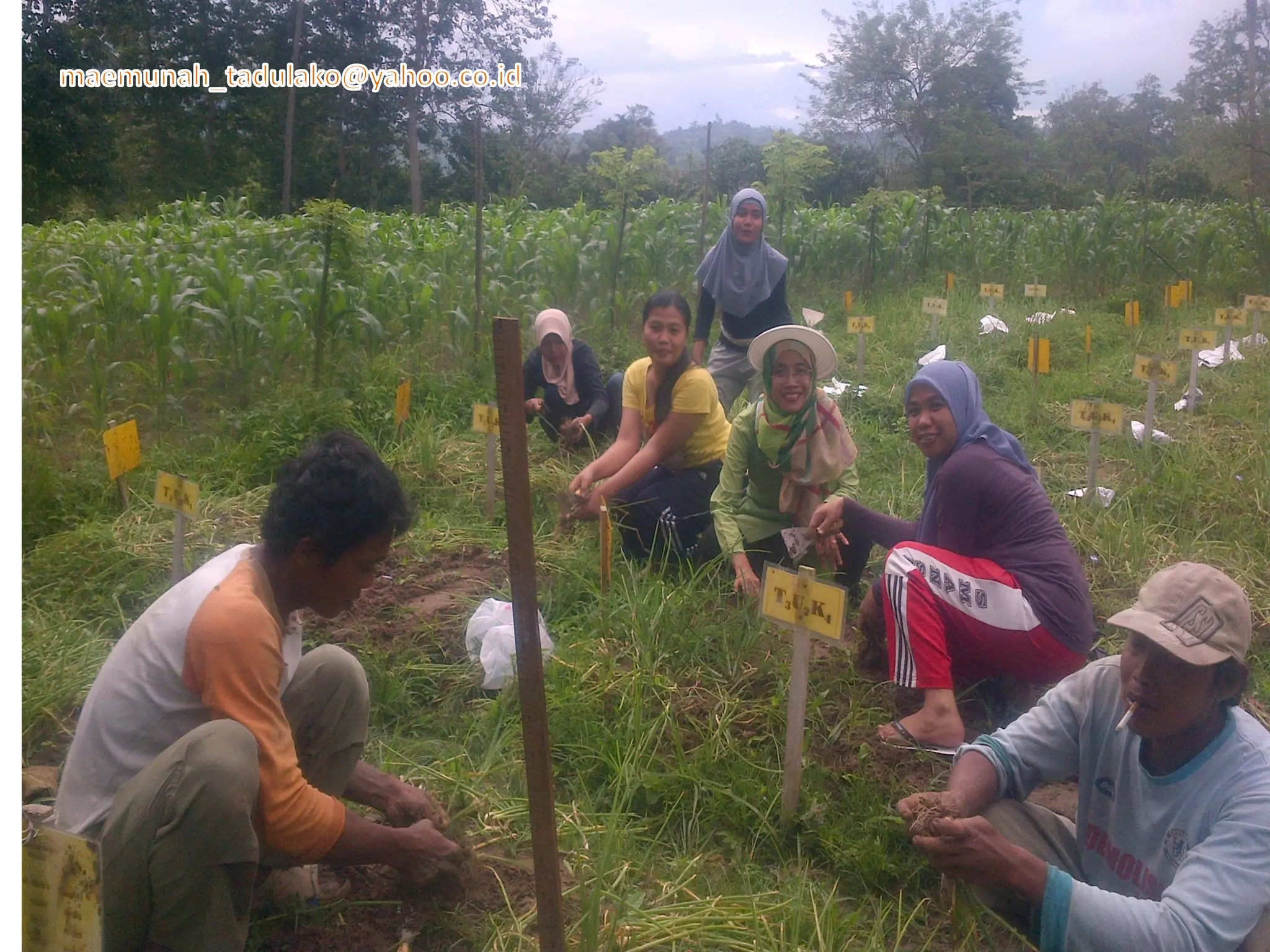 Serba serbi perbenihan bawang merah Lembah Palu (Allium wakegi araki) | PDF