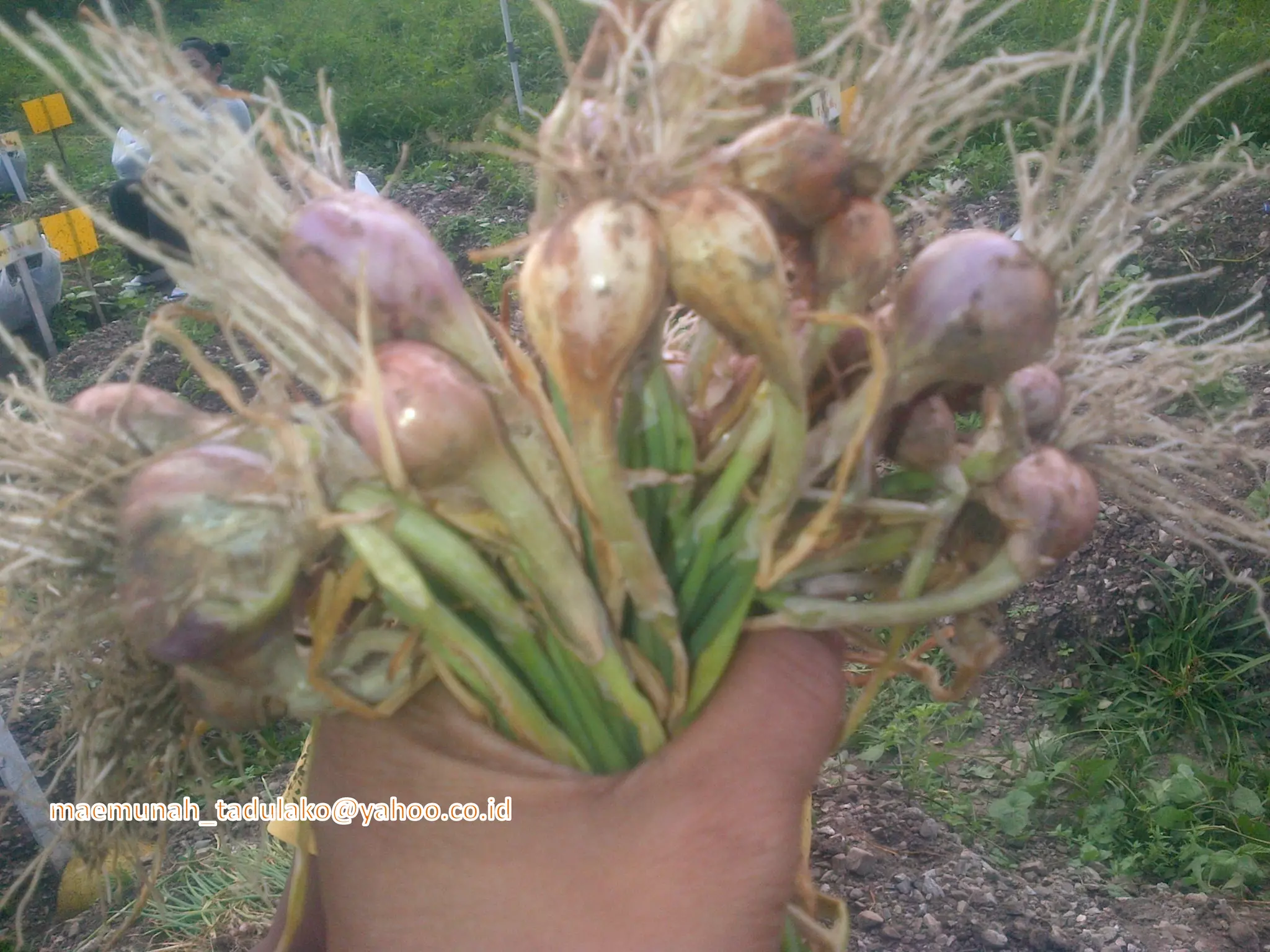 Serba serbi perbenihan bawang merah Lembah Palu (Allium wakegi araki) | PDF