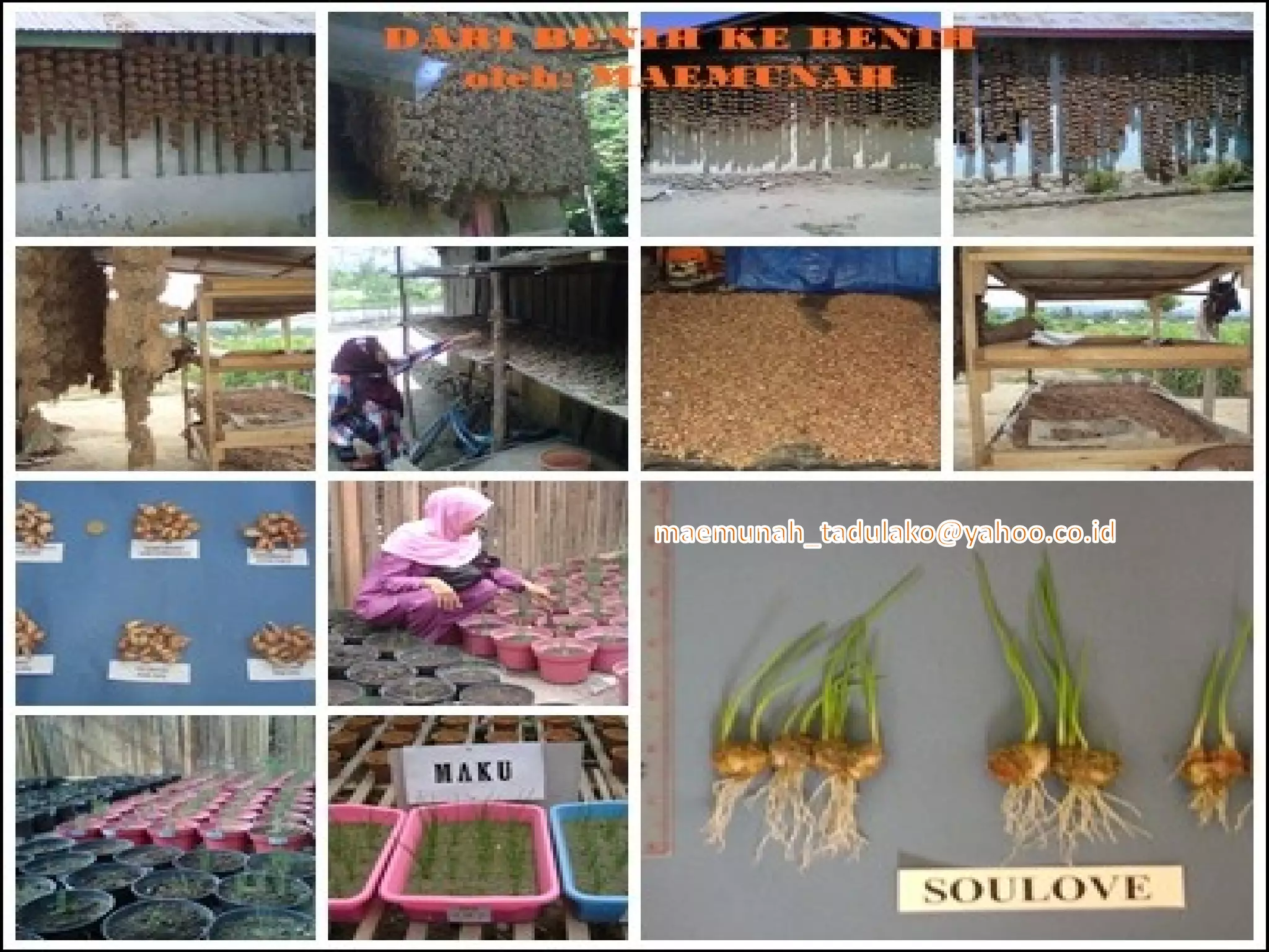 Serba serbi perbenihan bawang merah Lembah Palu (Allium wakegi araki) | PDF