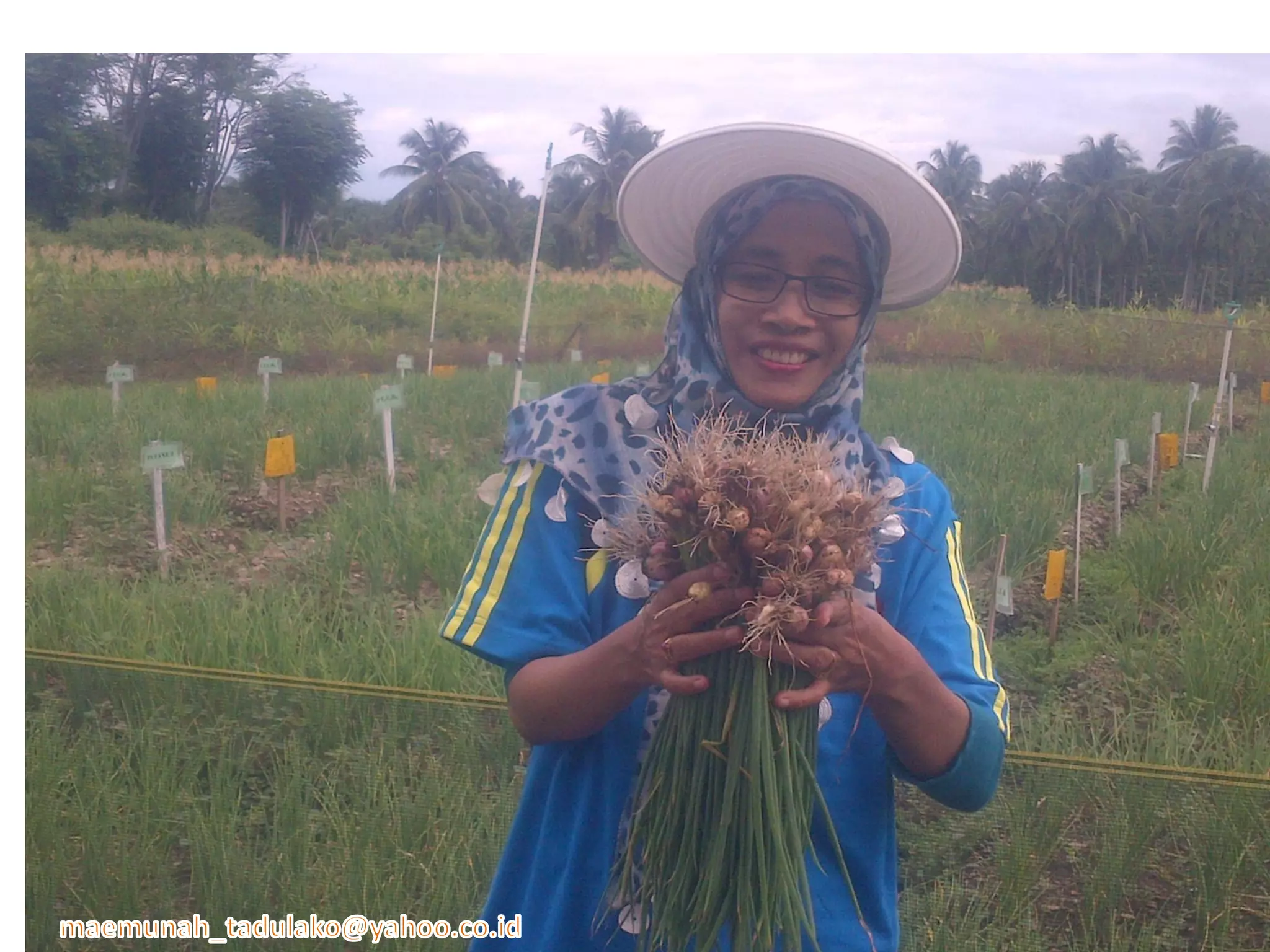Serba serbi perbenihan bawang merah Lembah Palu (Allium wakegi araki) | PDF