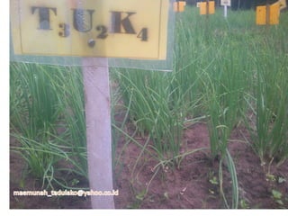 Serba serbi perbenihan bawang merah Lembah Palu (Allium wakegi araki) | PPT