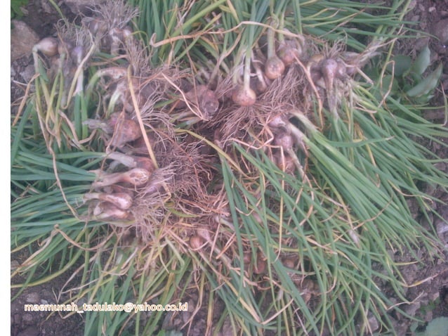 Serba serbi perbenihan bawang merah Lembah Palu (Allium wakegi araki) | PDF