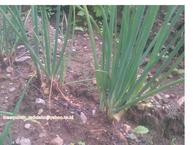 Serba serbi perbenihan bawang merah Lembah Palu (Allium wakegi araki) | PDF