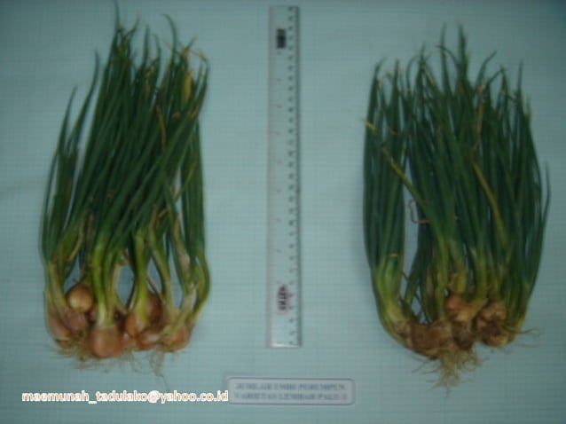 Serba serbi perbenihan bawang merah Lembah Palu (Allium wakegi araki) | PDF