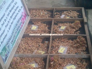 Serba serbi perbenihan bawang merah Lembah Palu (Allium wakegi araki) | PPT
