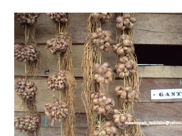 Serba serbi perbenihan bawang merah Lembah Palu (Allium wakegi araki) | PDF