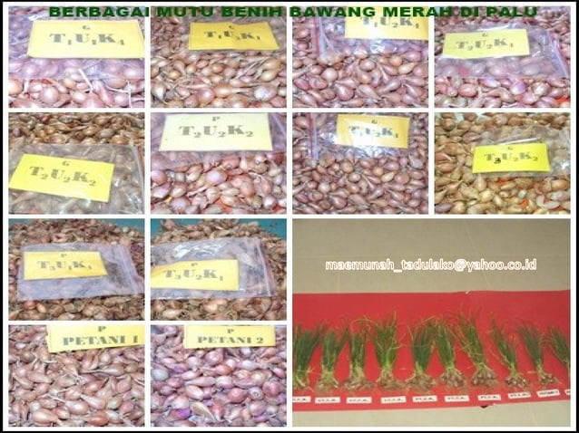 Serba serbi perbenihan bawang merah Lembah Palu (Allium wakegi araki) | PDF