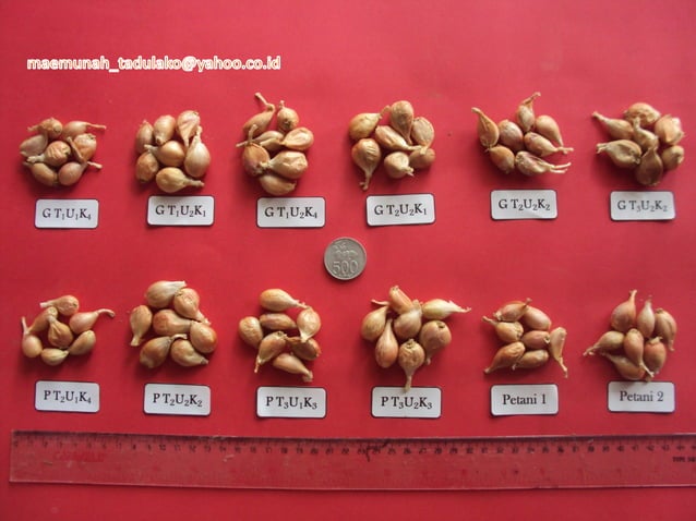 Serba serbi perbenihan bawang merah Lembah Palu (Allium wakegi araki) | PDF