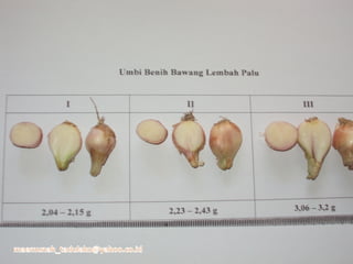 Serba serbi perbenihan bawang merah Lembah Palu (Allium wakegi araki) | PPT