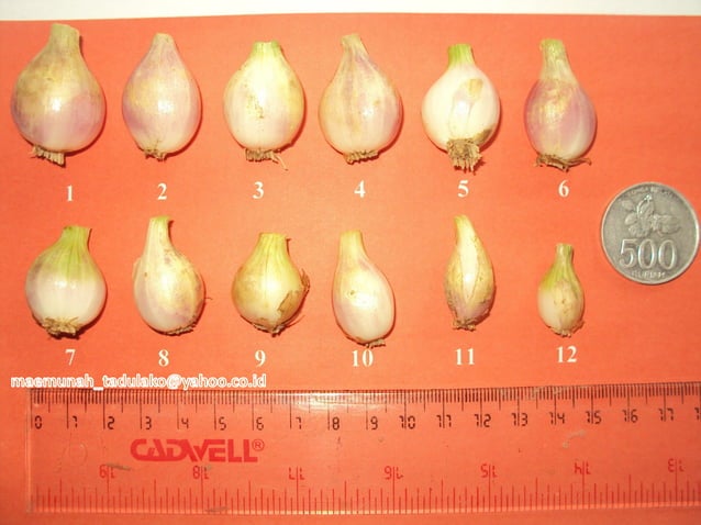 Serba serbi perbenihan bawang merah Lembah Palu (Allium wakegi araki) | PPT