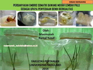 Serba serbi perbenihan bawang merah Lembah Palu (Allium wakegi araki) | PPT