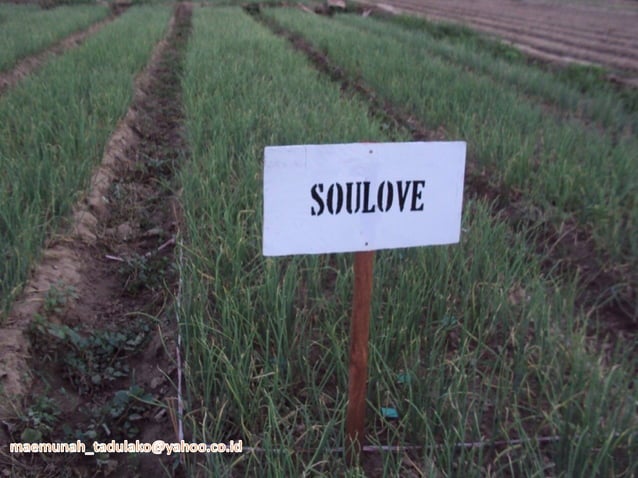 Serba serbi perbenihan bawang merah Lembah Palu (Allium wakegi araki) | PDF
