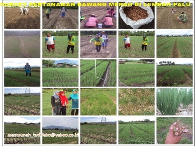 Serba serbi perbenihan bawang merah Lembah Palu (Allium wakegi araki) | PDF