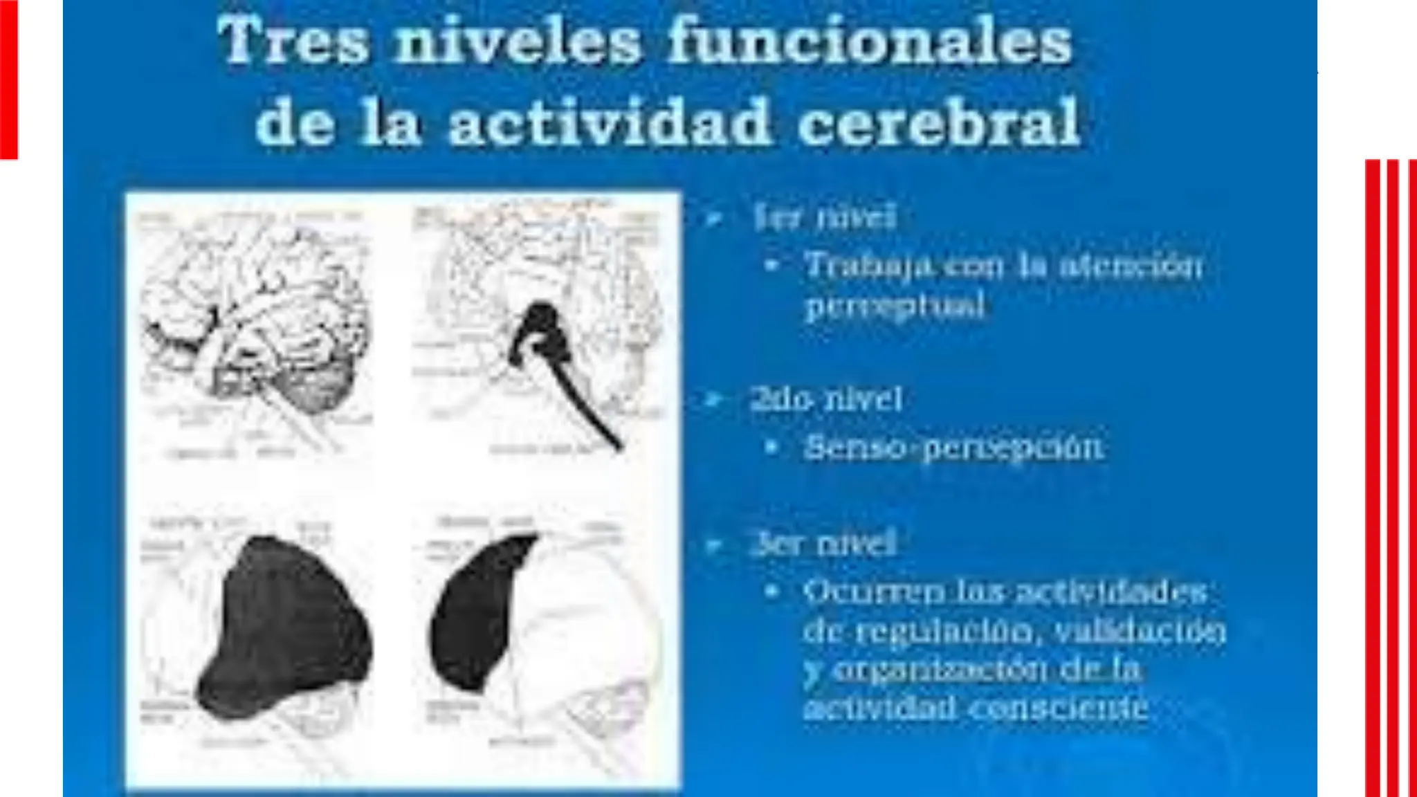 PPT Sesión 2 - Los Bloques de Luria 1° 2023.pptx