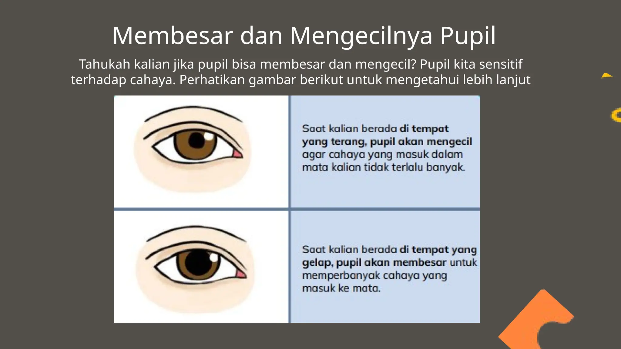 PPT SIKLUS 1.pptx KELAS 5 MATA SIKLUS 2 PPL | PPTX