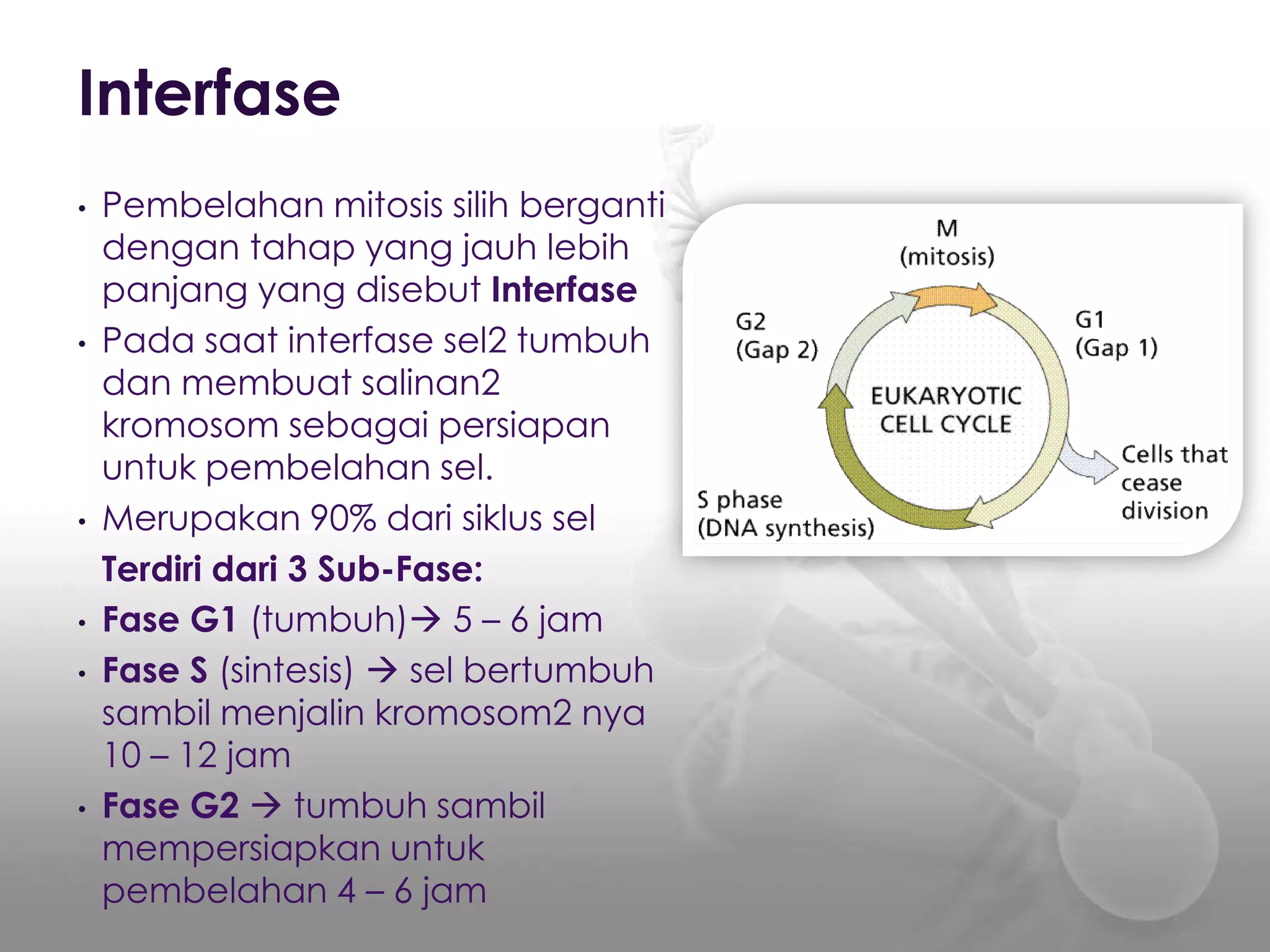 siklus sel (cell cycle) | PPTX