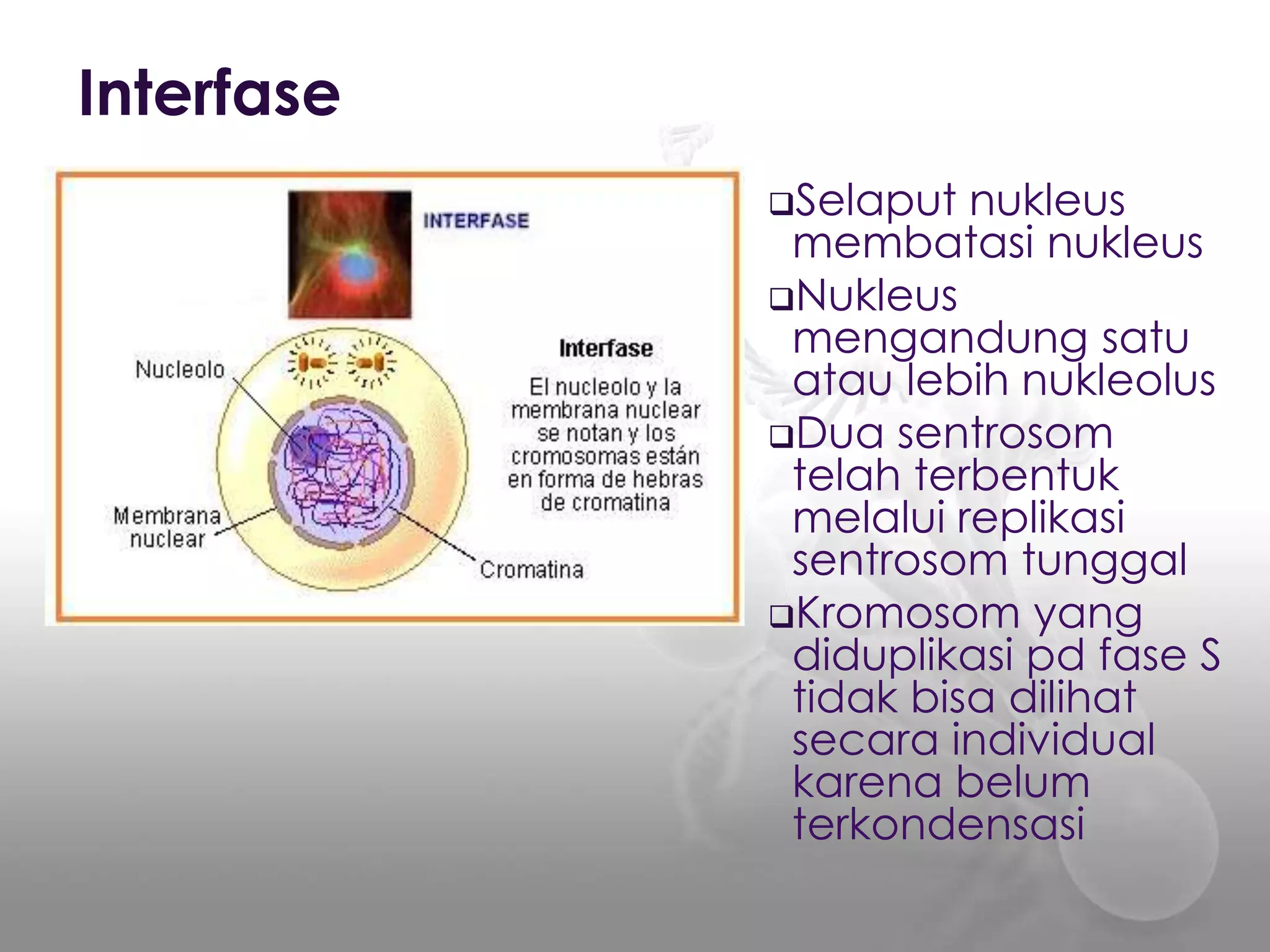 siklus sel (cell cycle) | PPTX