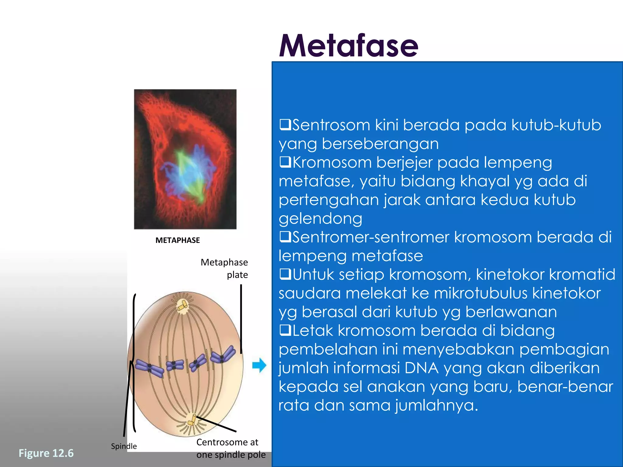 siklus sel (cell cycle) | PPTX