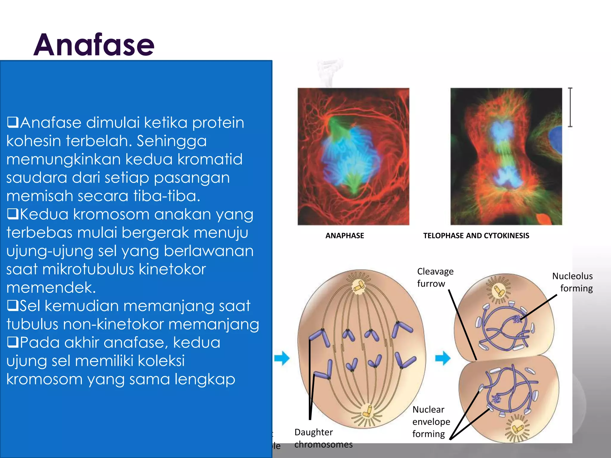 siklus sel (cell cycle) | PPTX