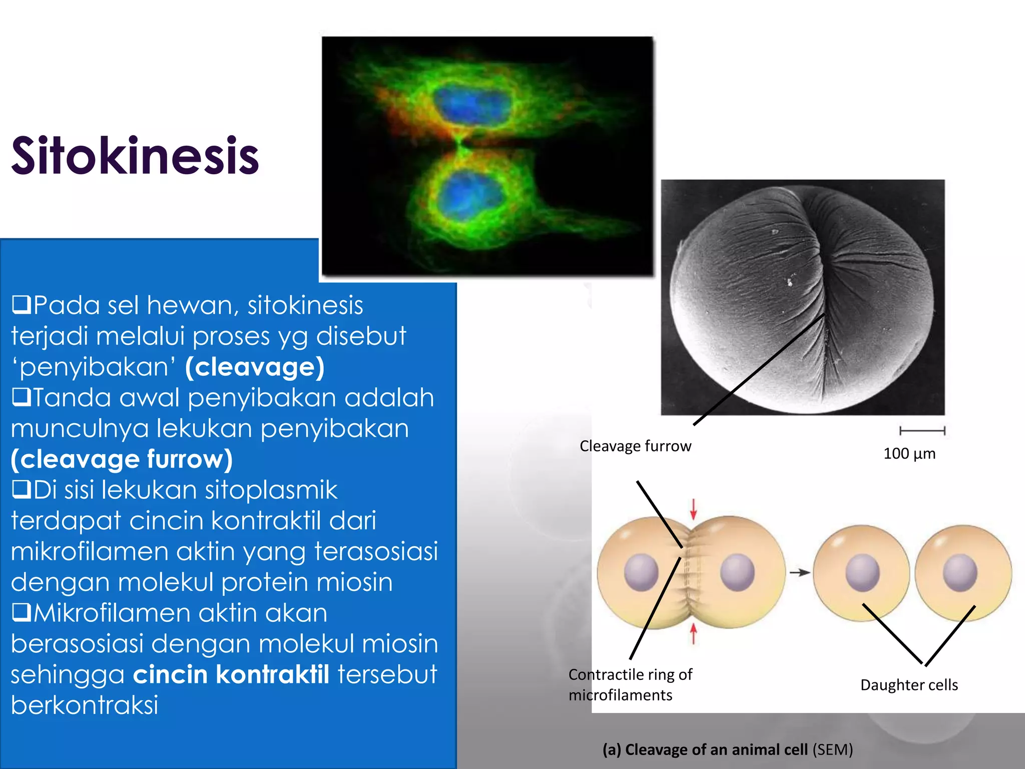 siklus sel (cell cycle) | PPTX