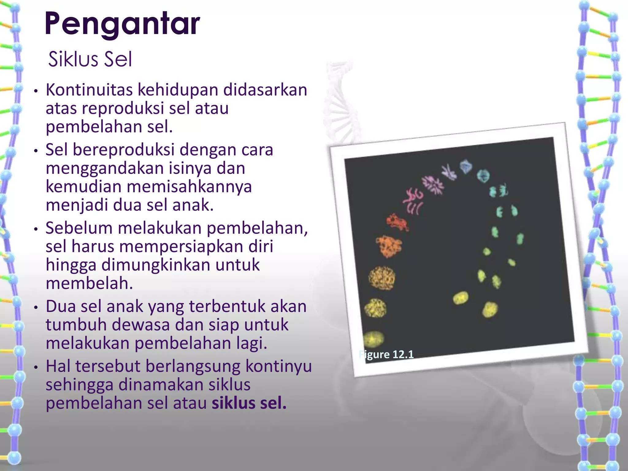 siklus sel (cell cycle) | PPTX