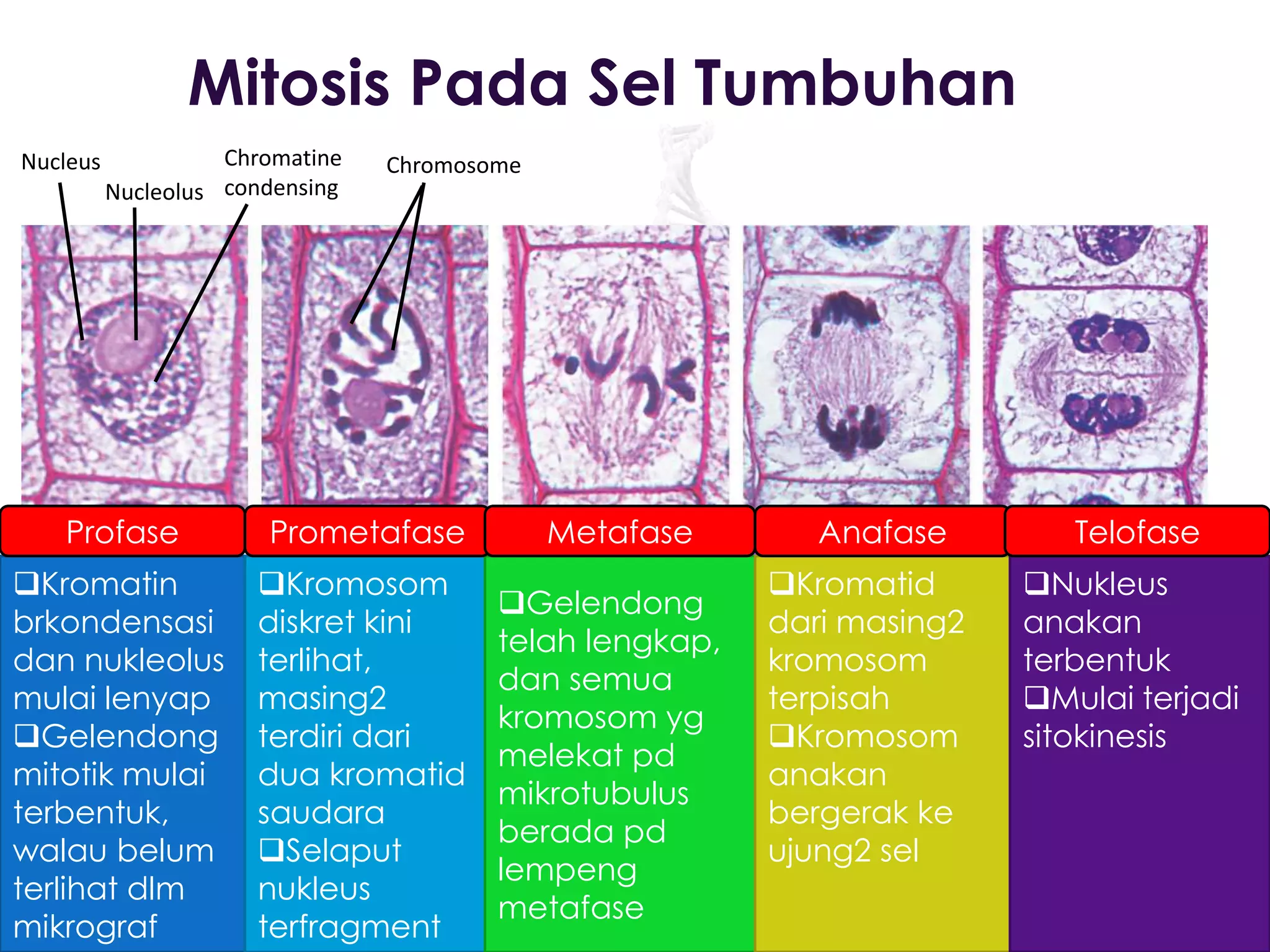 siklus sel (cell cycle) | PPTX