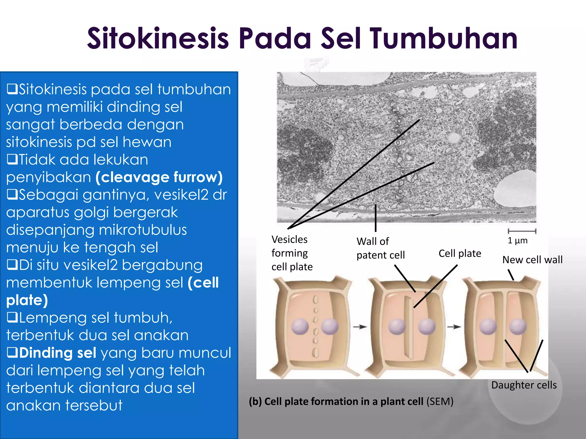 siklus sel (cell cycle) | PPTX