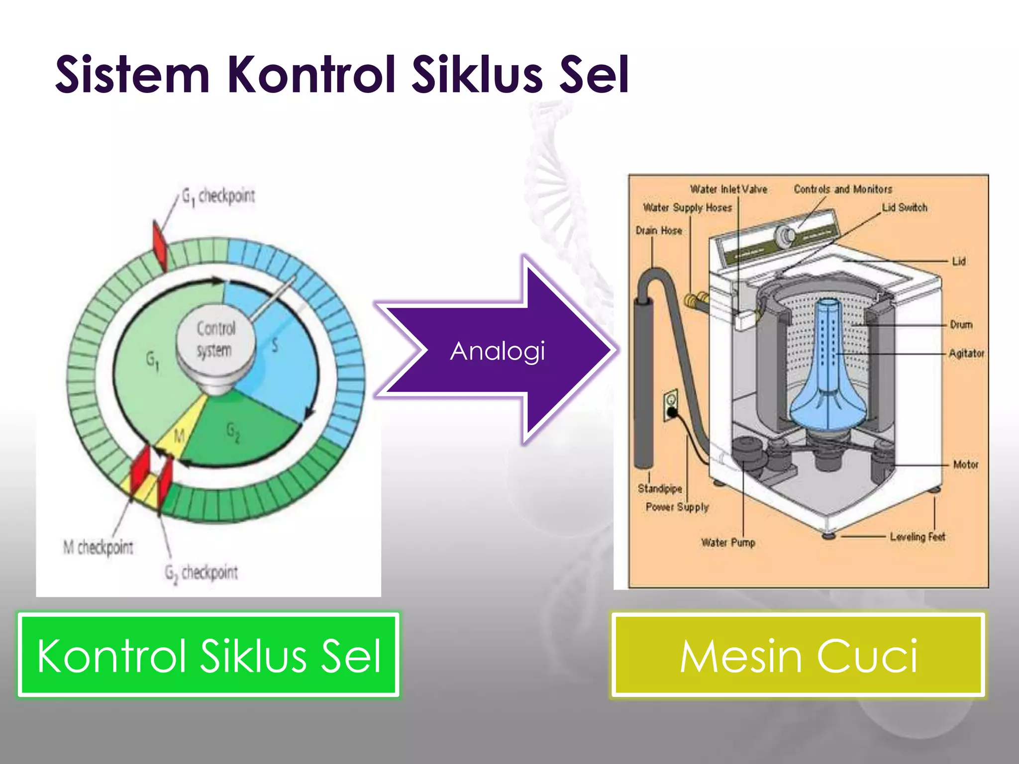 siklus sel (cell cycle) | PPTX