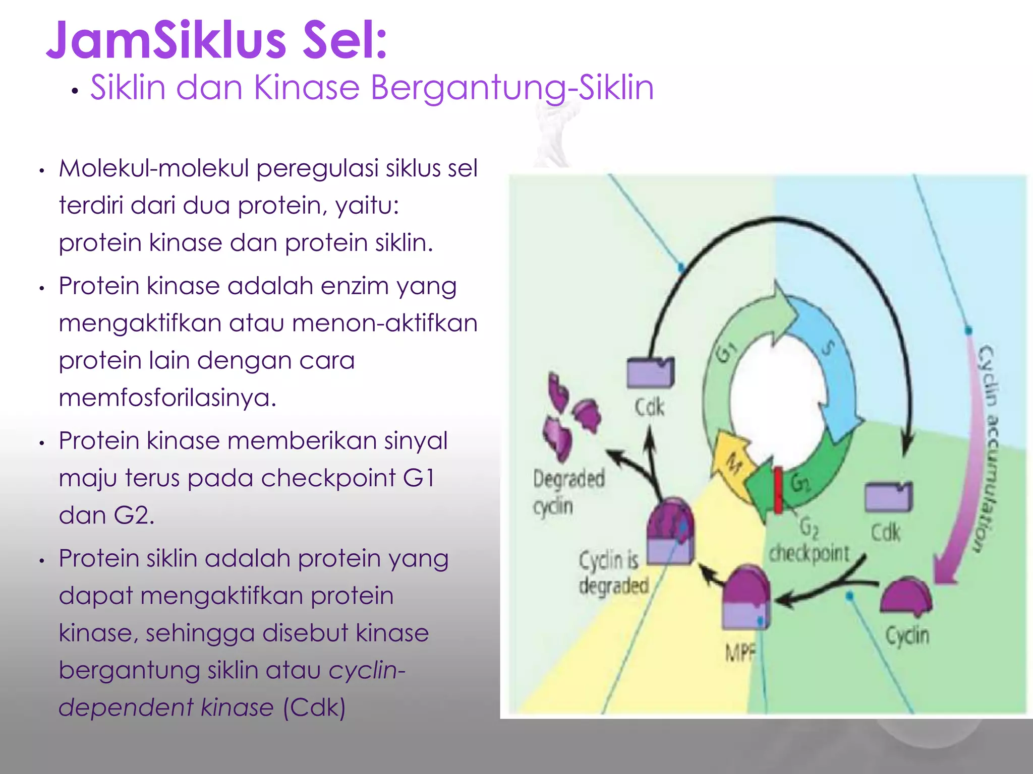 siklus sel (cell cycle) | PPTX