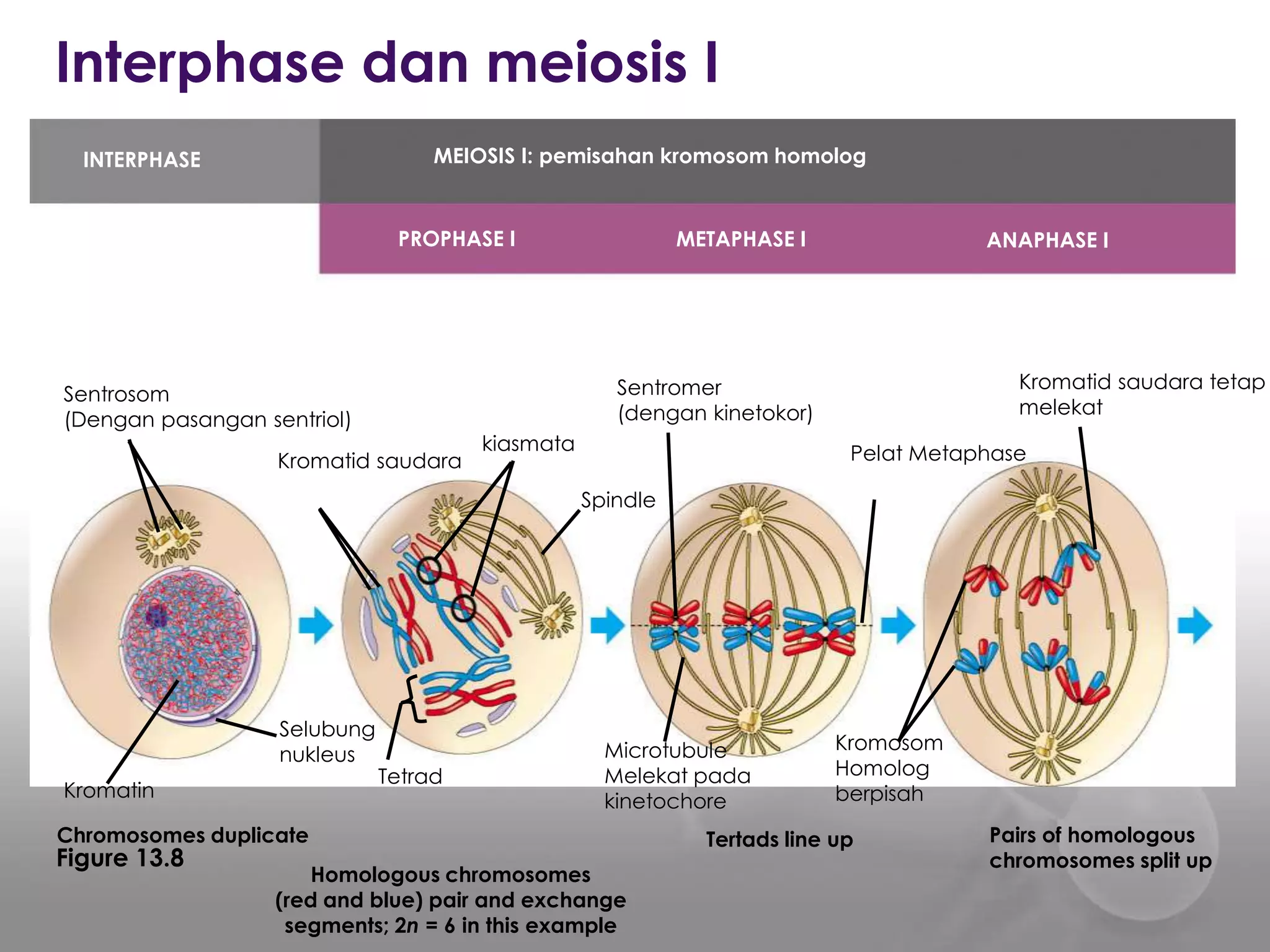 siklus sel (cell cycle) | PPTX